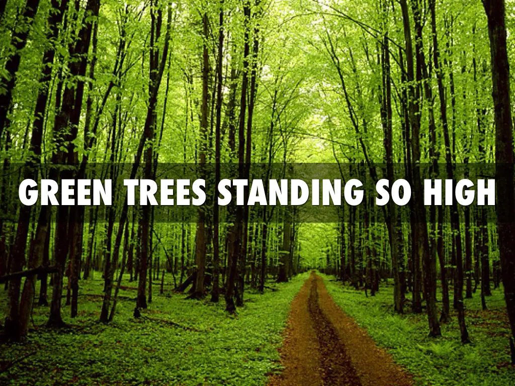 Stop Deforestation Quotes